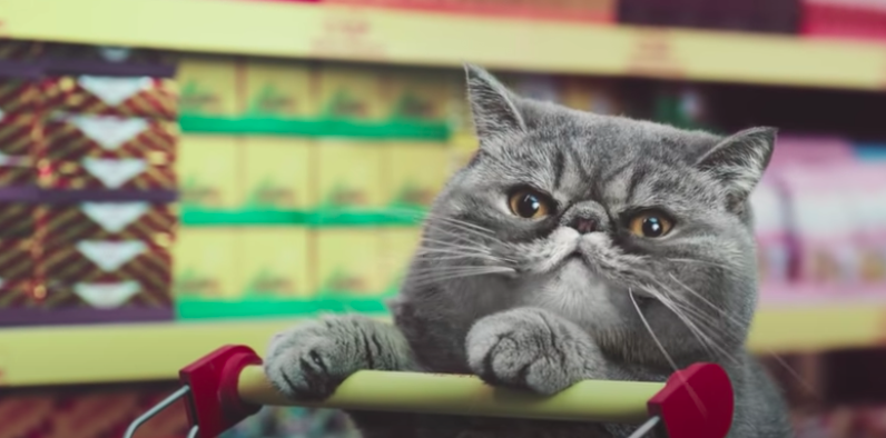 Cat Commercial Class: The First 8 Irresistible Cat Commercials You Must ...